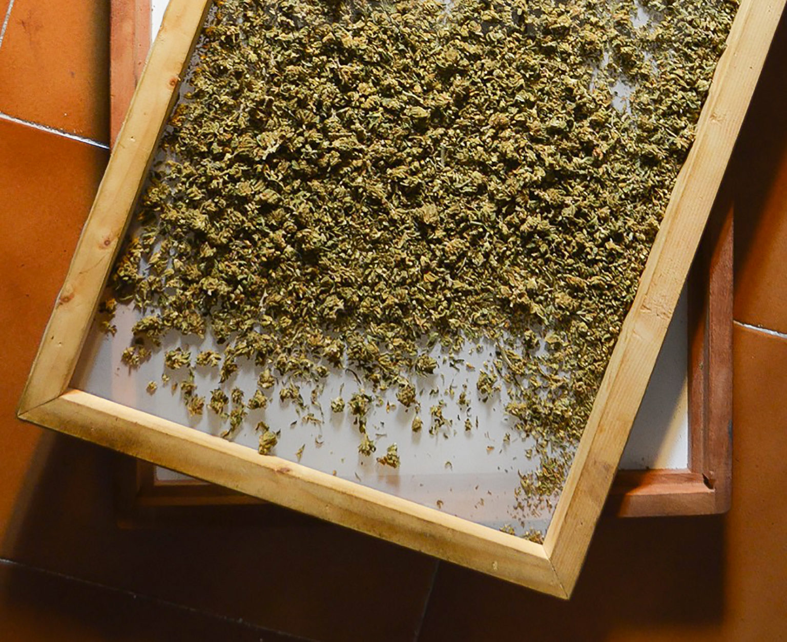 El ABC de los extractos cannábicos: diferencias entre resinas y aceites