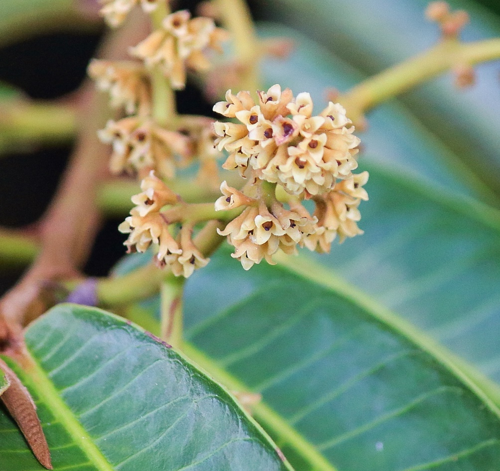 Virola elongata, las visiones sanadoras
