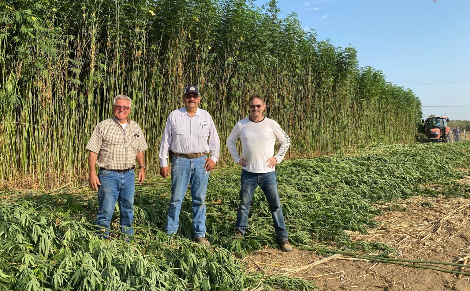 La planta de cáñamo más grande del mundo entrará a los Récord Guinnes