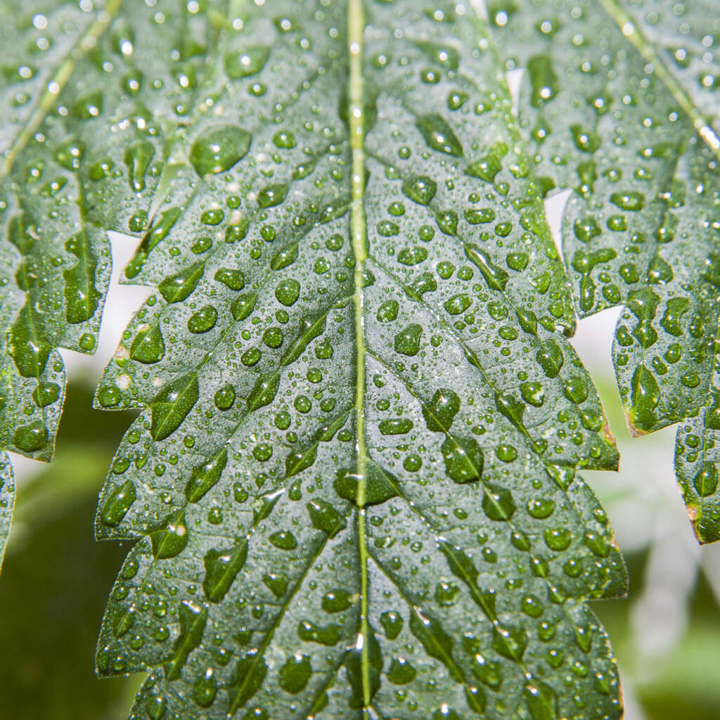 Cannabis y fertilización foliar: guía actualizada