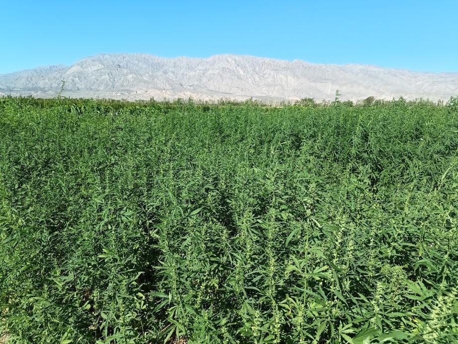 INASE incorporó al Registro Nacional de Cultivares las primeras ...